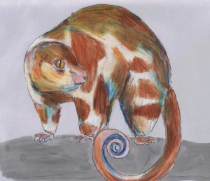 Nocturnal Week: Spotted Cuscus (Spilocuscus maculatus) | The Daily Mammal