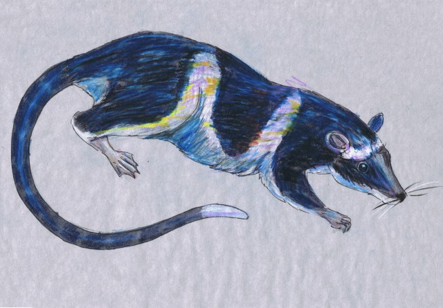 Nocturnal Week: Yapok (Chironectes minimus) | The Daily Mammal