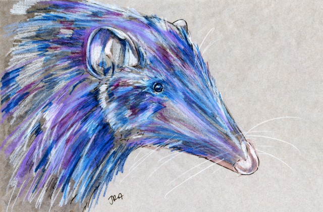 Chilean Shrew Opossum (Rhyncholestes raphanurus) | The Daily Mammal