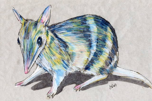 Eastern Barred Bandicoot (Perameles gunnii) | The Daily Mammal