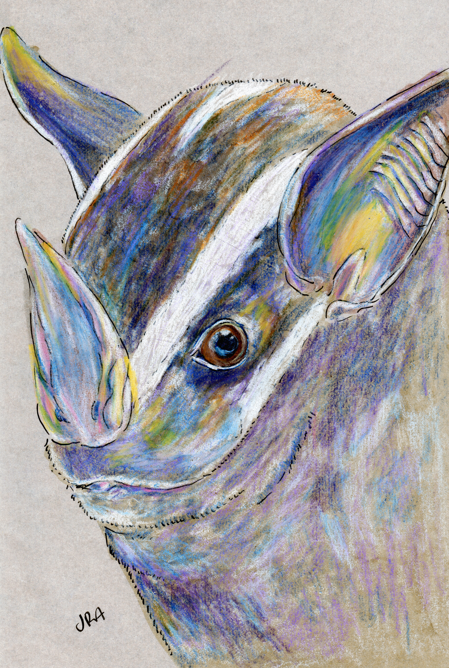 Great Stripe-Faced Bat (Vampyrodes caraccioli) | The Daily Mammal