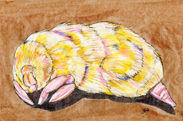 Southern Marsupial Mole (Notoryctes typhlops) | The Daily Mammal