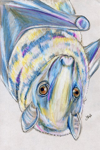 Mammals of Iraq: Egyptian Fruit Bat (Rousettus aegyptiacus) | The Daily ...
