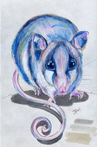 Hibernators Week: Mountain Pygmy Possum (Burramys parvus) | The Daily ...