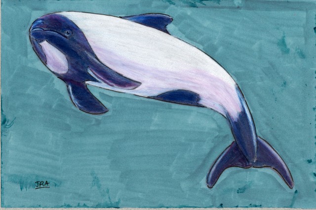 Commerson’s Dolphin (Cephalorhynchus commersonii) | The Daily Mammal