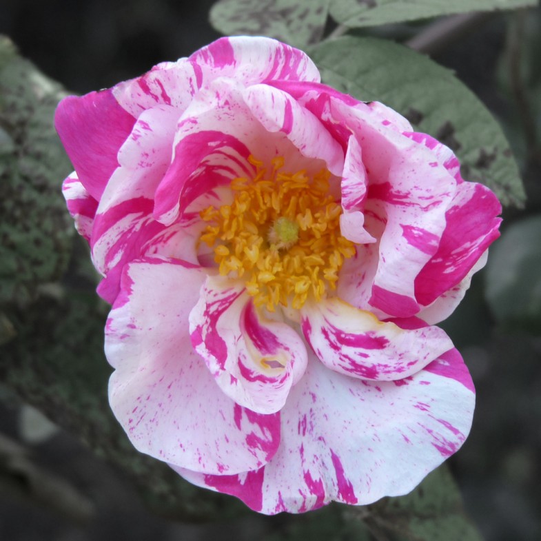 Scientific Names Week: Little Red Kaluta (Dasykaluta rosamondae) | The ...