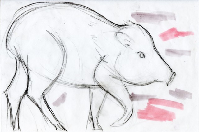 Chacoan Peccary (Catagonus wagneri) | The Daily Mammal