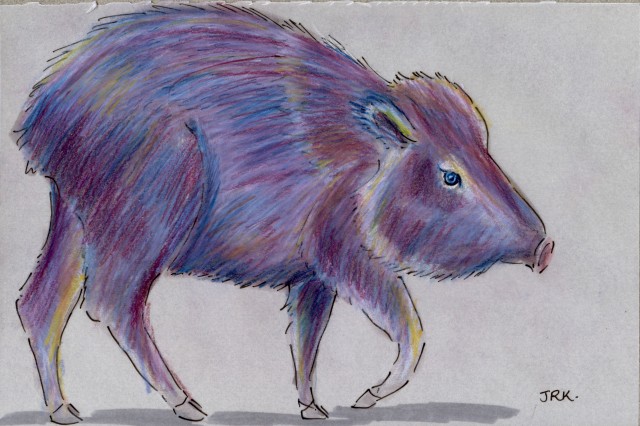 Chacoan Peccary (Catagonus wagneri) | The Daily Mammal