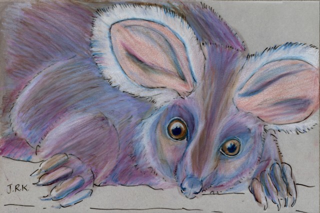 Greater Glider (Petauroides volans) | The Daily Mammal