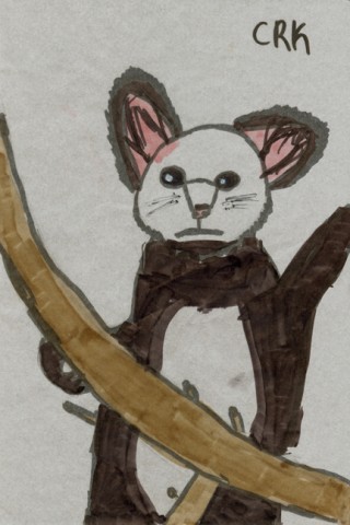 Greater Glider (Petauroides volans) | The Daily Mammal