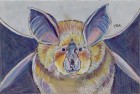 World Cup: Greece’s Mediterranean Horseshoe Bat (Rhinolophus euryale ...