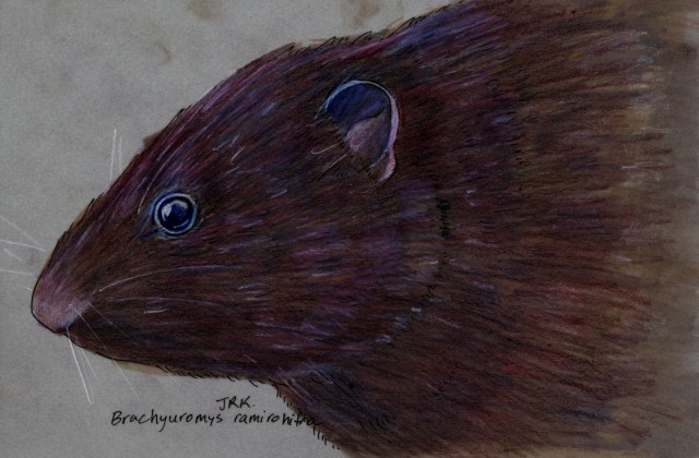 Random Week: Gregarious Short-tailed Rat (Brachyuromys ramirohitra ...