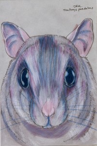 Random Rodent: Acacia Rat (Thallomys paedulcus) | The Daily Mammal