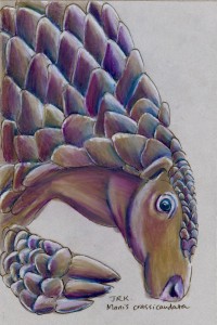 Indian Pangolin (Manis crassicaudata) | The Daily Mammal