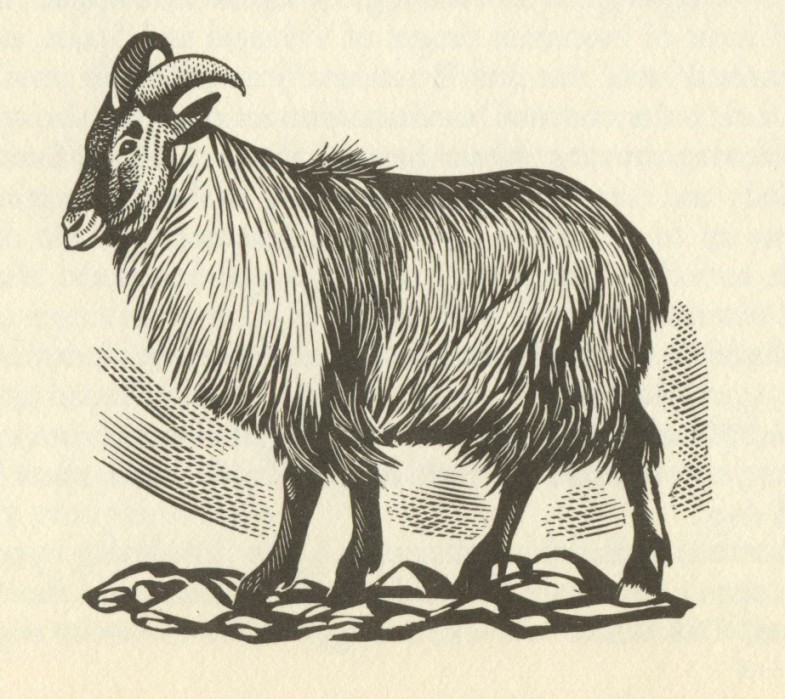 Himalayan Tahr (Hemitragus jemlahicus) | The Daily Mammal